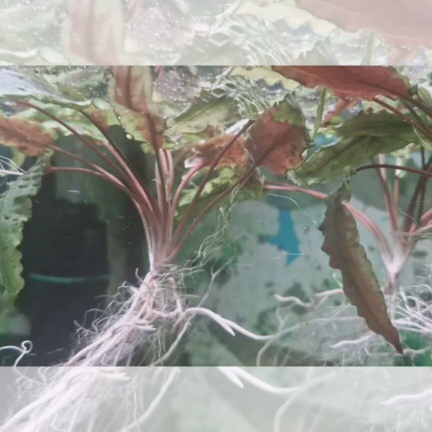 Аквариумное растение криптокарина