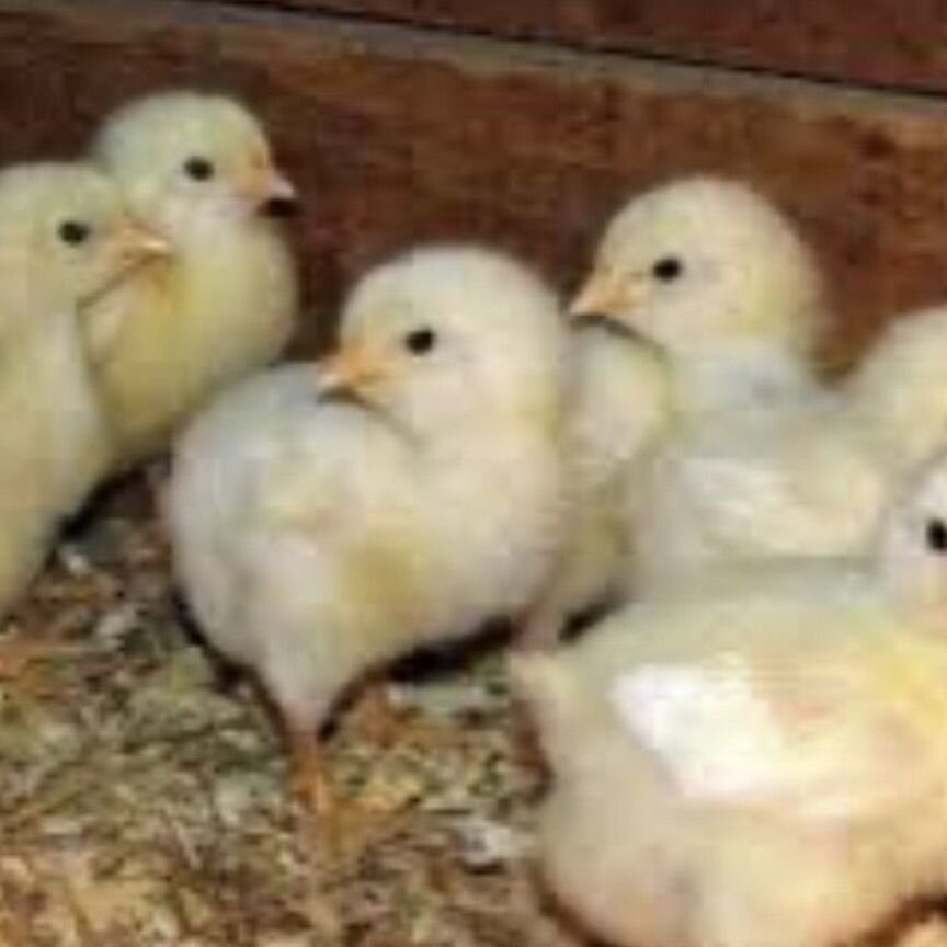 Бройлер суточный,двухнедельный,трехнедельный