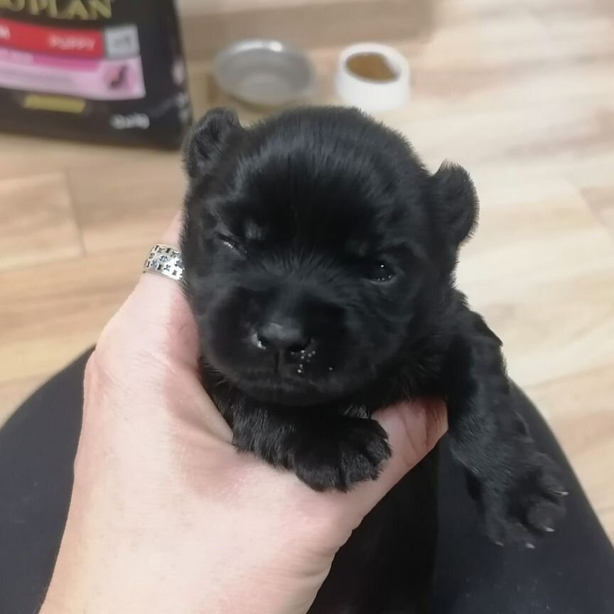 Черный самурай