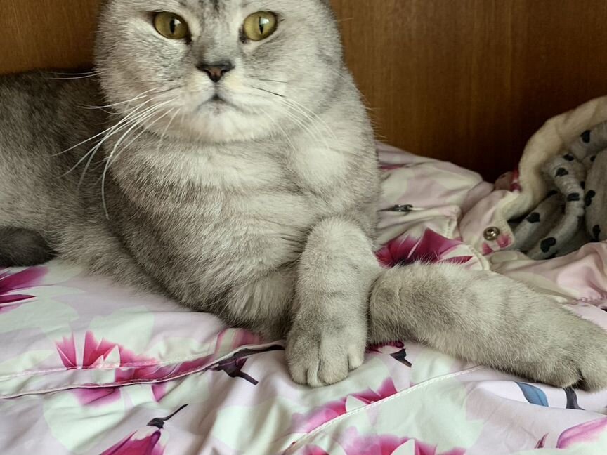 Кот 1.5 года