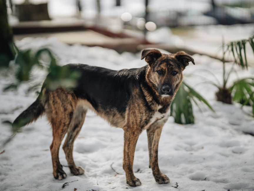 Собака в добрые руки