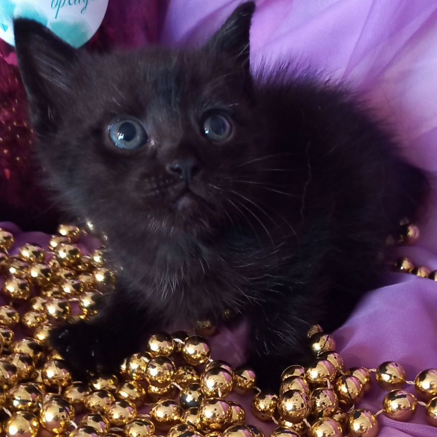 Шотландские прямоухие котята