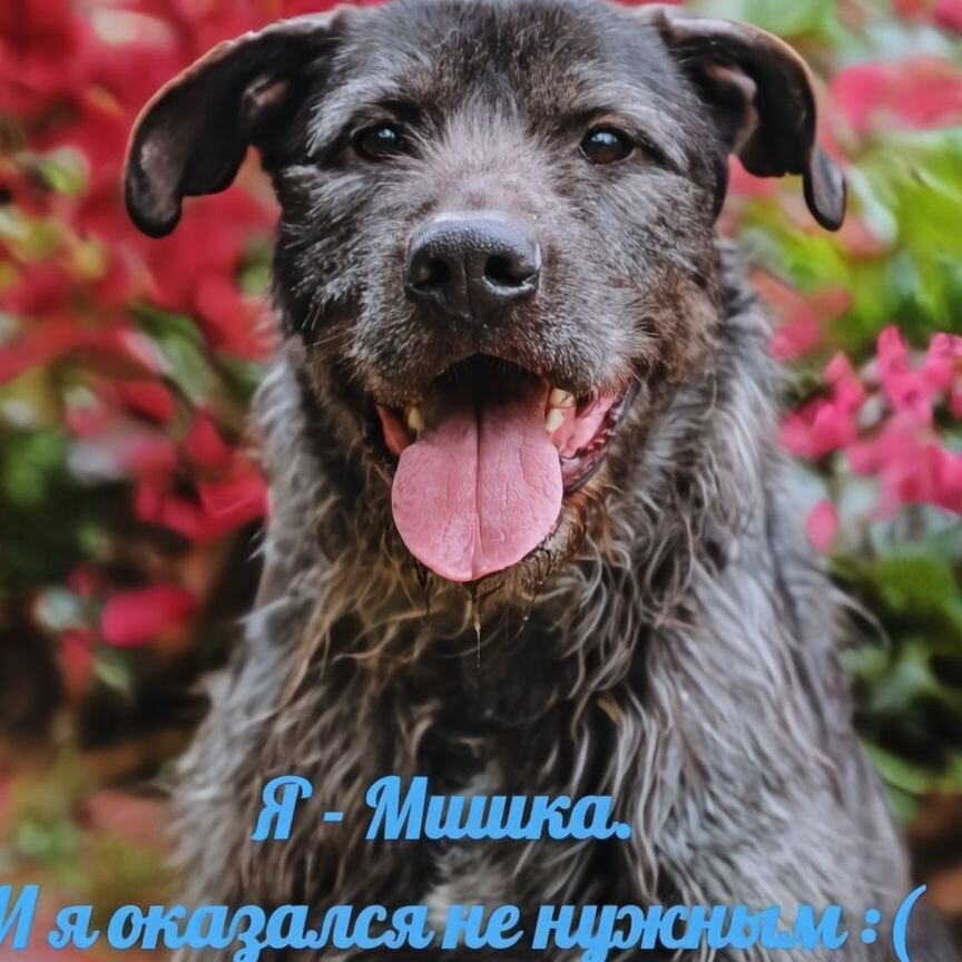 Дратхаар, взрослый пёс