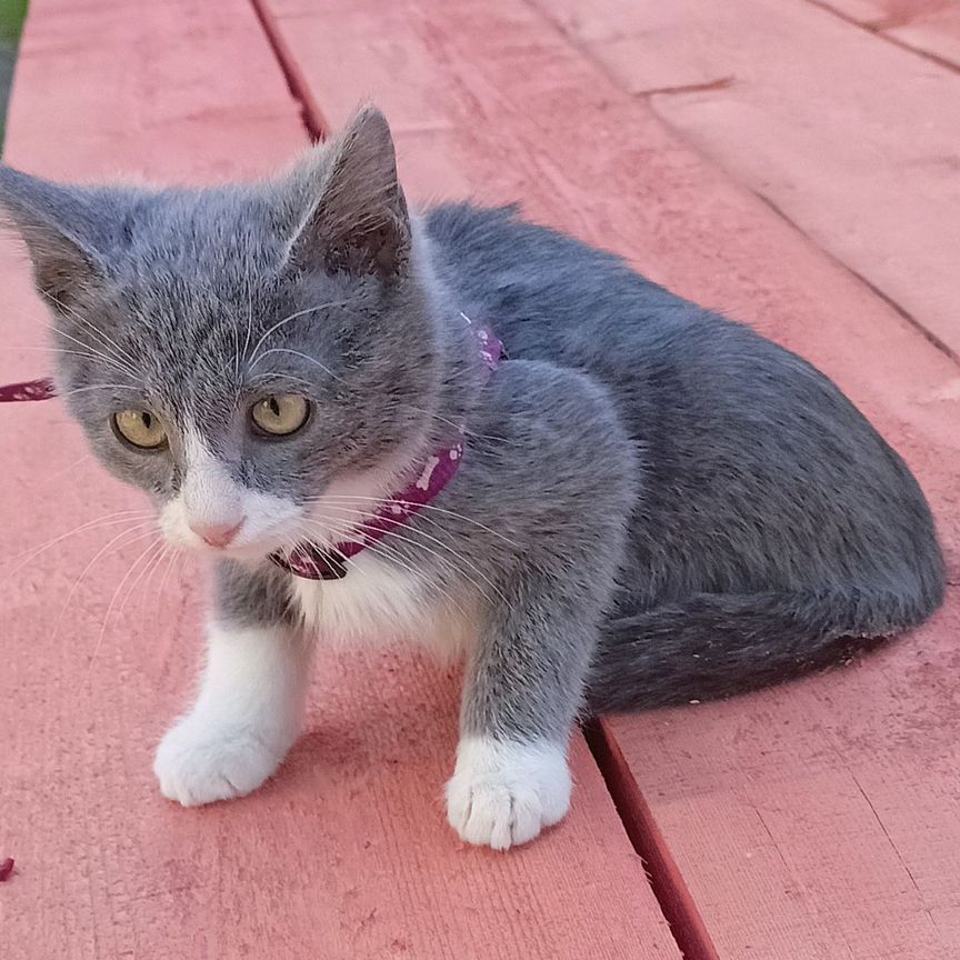 Котёнок в добрые руки