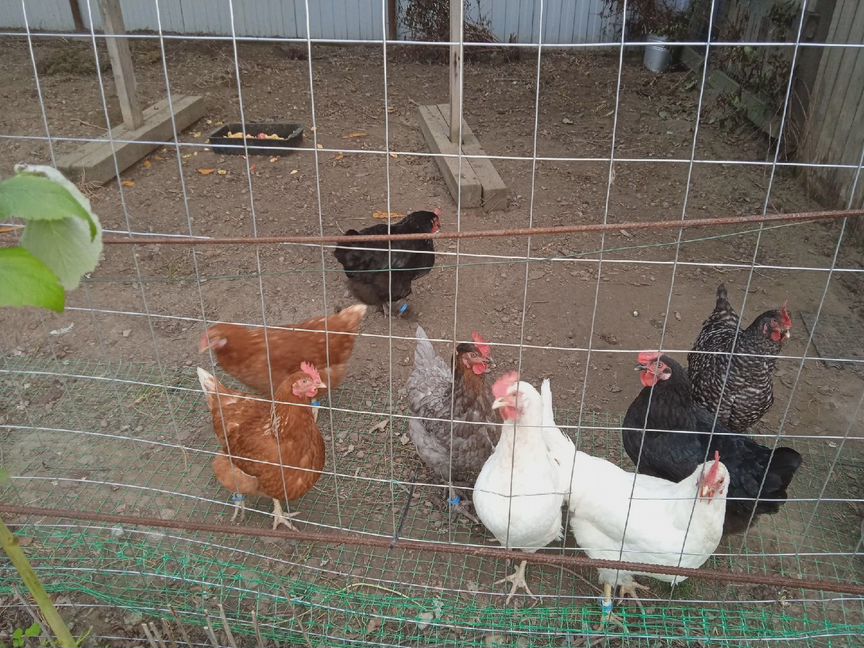 Курицы несушки доминанты