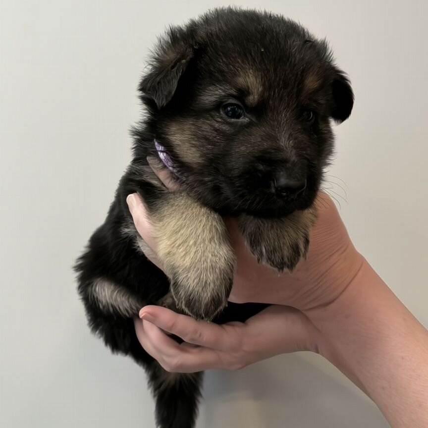 Немецкая овчарка, щенок