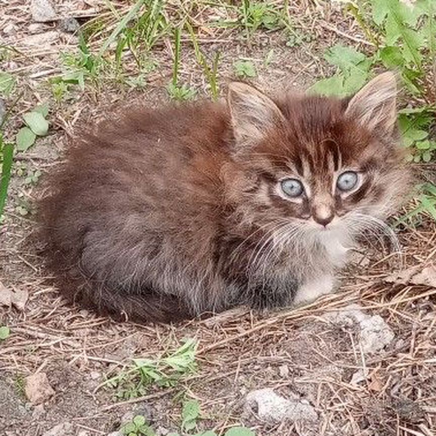 Котята