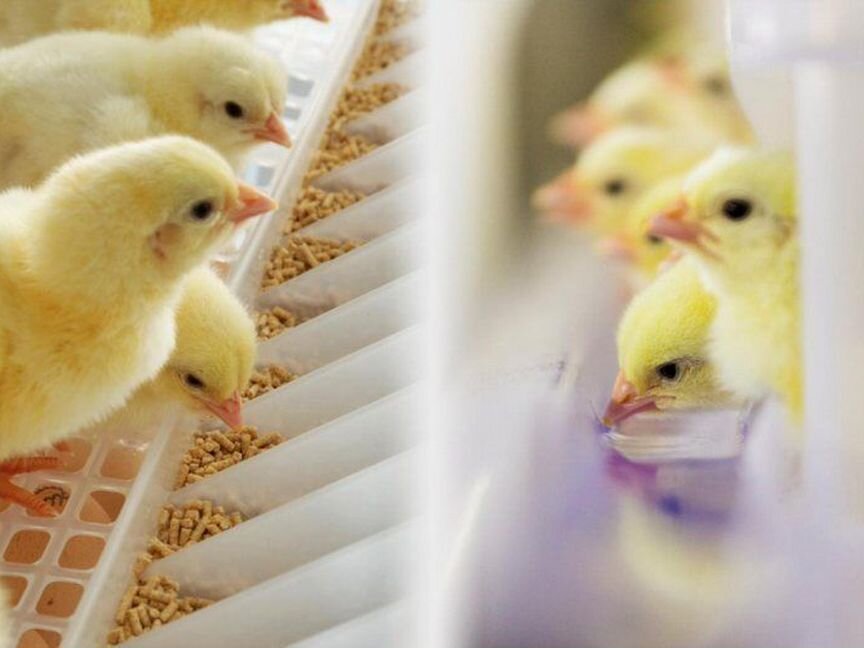 Стартовый комбикорм для птицы