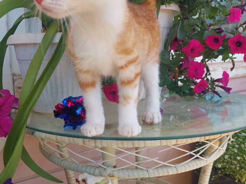 Котята рыжики
