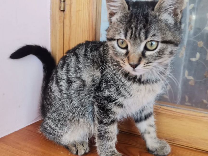 Кошка