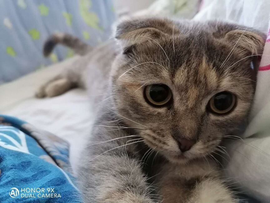 Британские котята