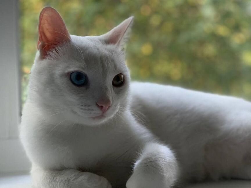 Котик с разными глазами