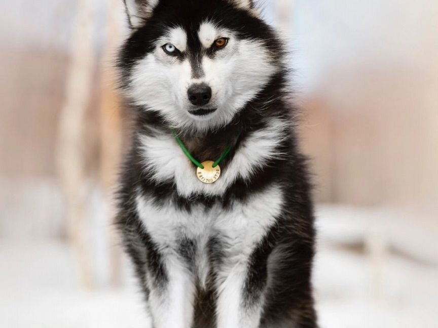 Забавный миниатюрный хась Ежик