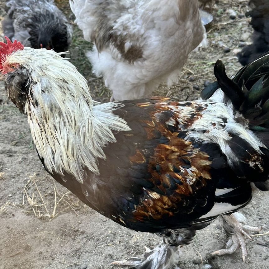 Петухи на племя