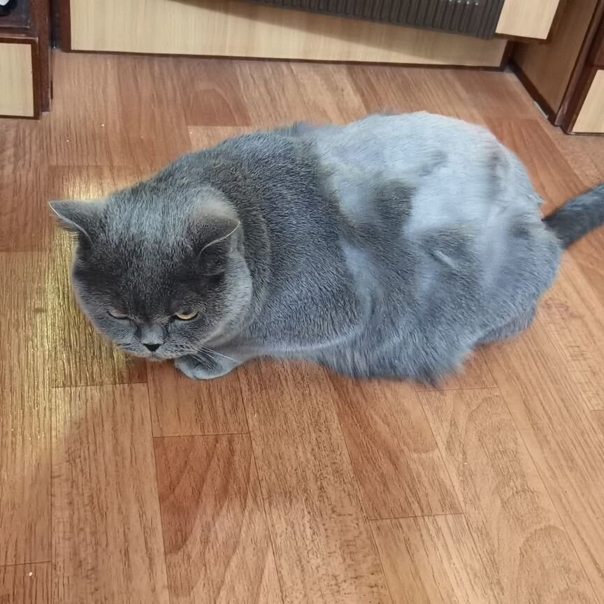 Отдам бесплатно кота