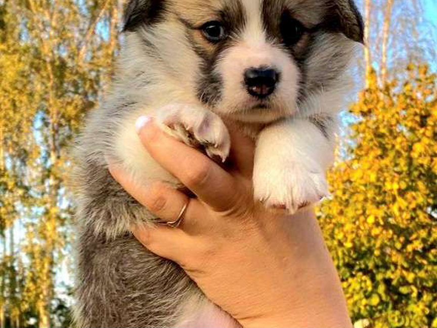 Вельш-корги пемброк девочка