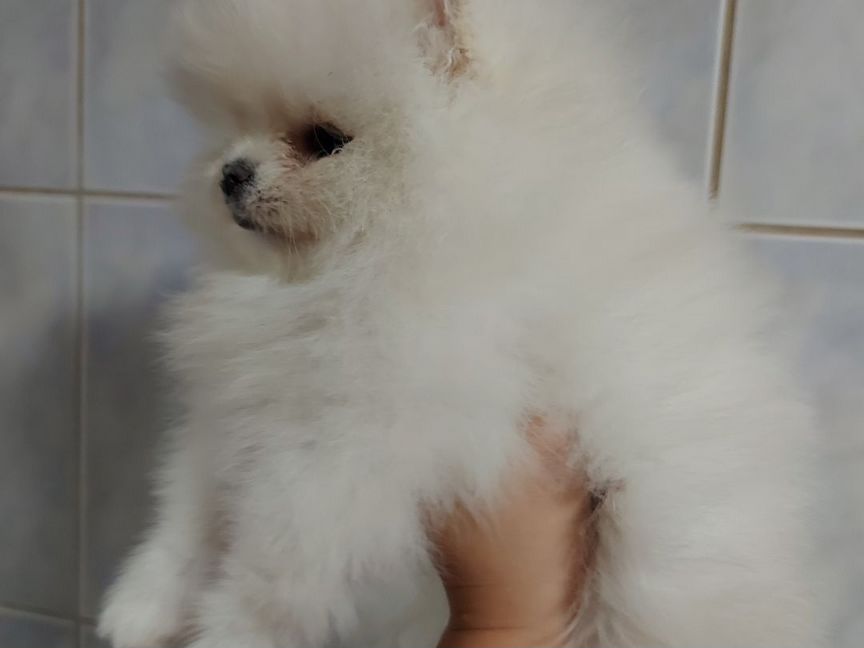 Померанский шпиц мальчик