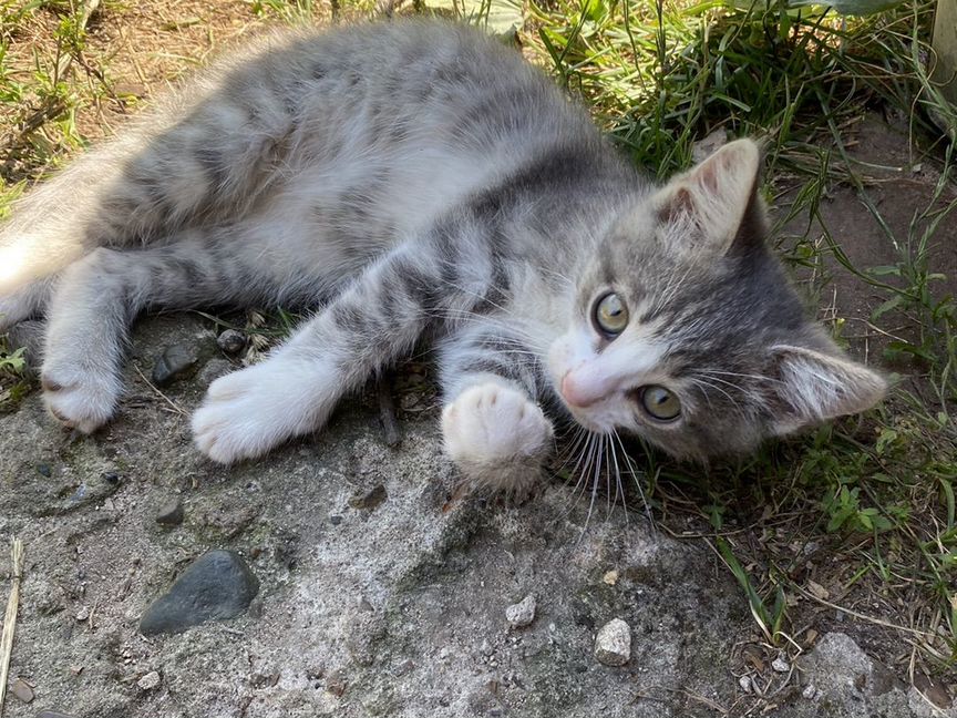Котята озорники в добрые руки