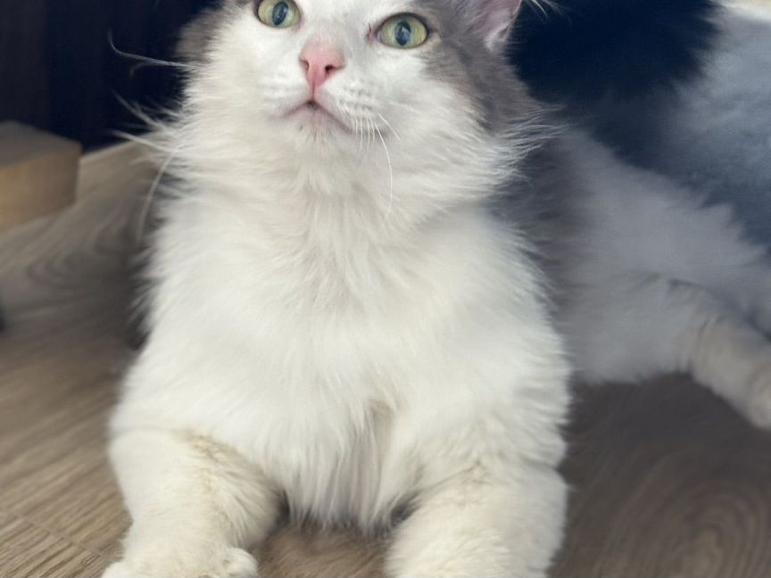 Кузя, котик вашей мечты, очень ласковый и добрый