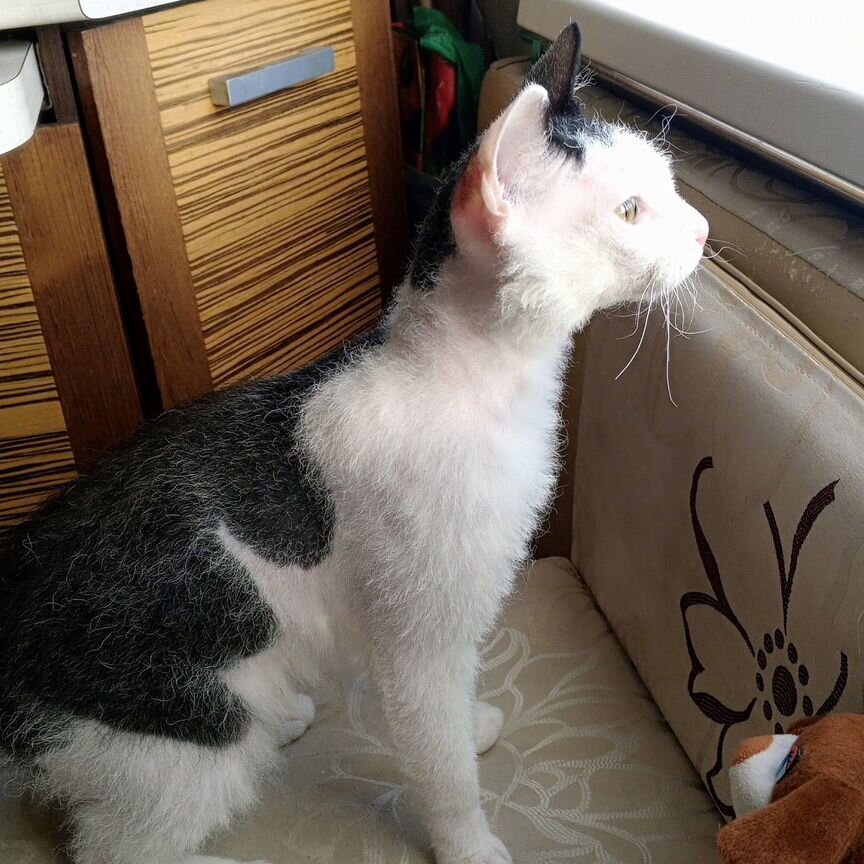 Донской сфинкс котёнок