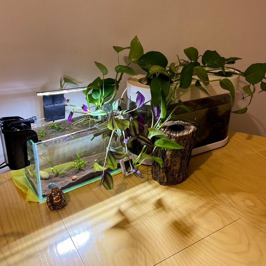 Растения для аквариумного биофильтра