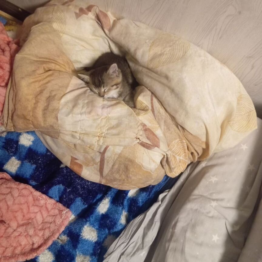 Котёнок в добрые руки
