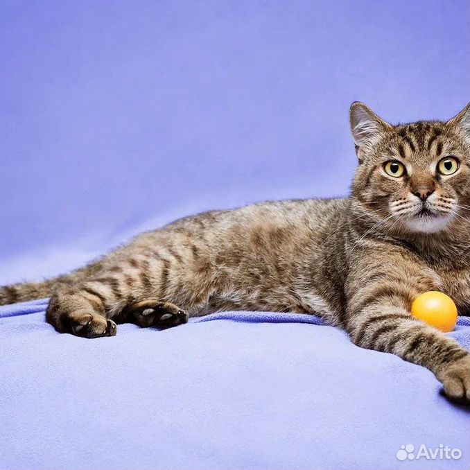 Барский Кот