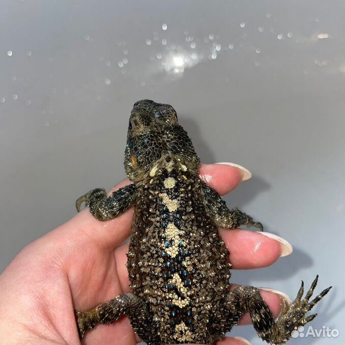 Турецкая агама