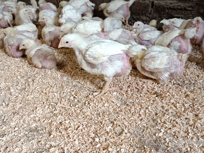 Продам птицу