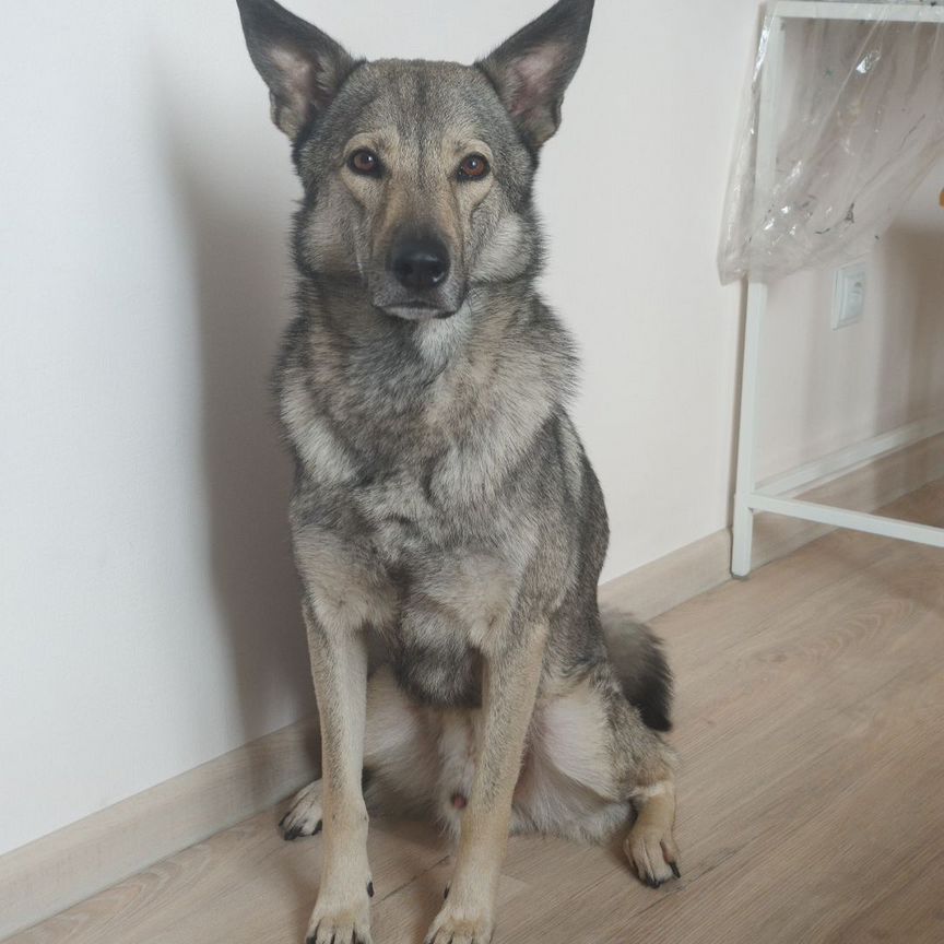 Собака в добрые руки сторожевая