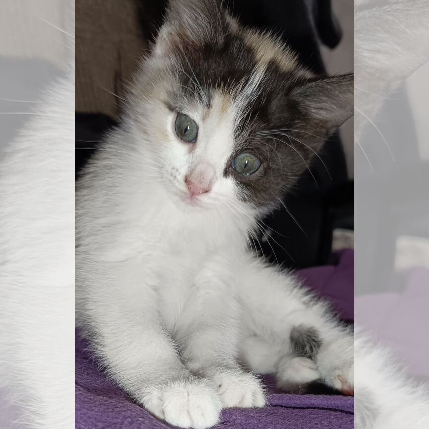 Котёнок от частного владельца