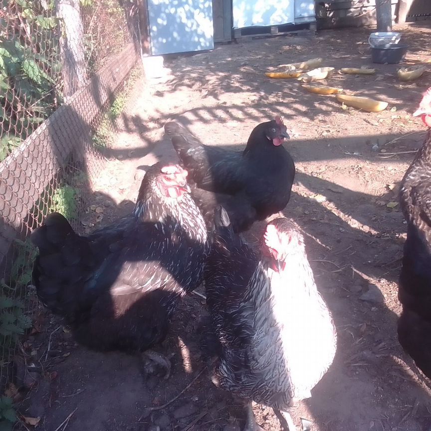 Продам куриную семью