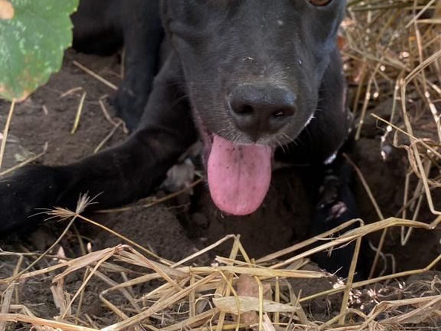 Щенок в добрые руки бесплатно