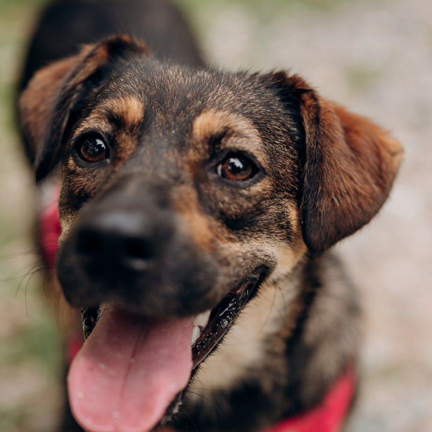 Взрослая собака в добрые руки