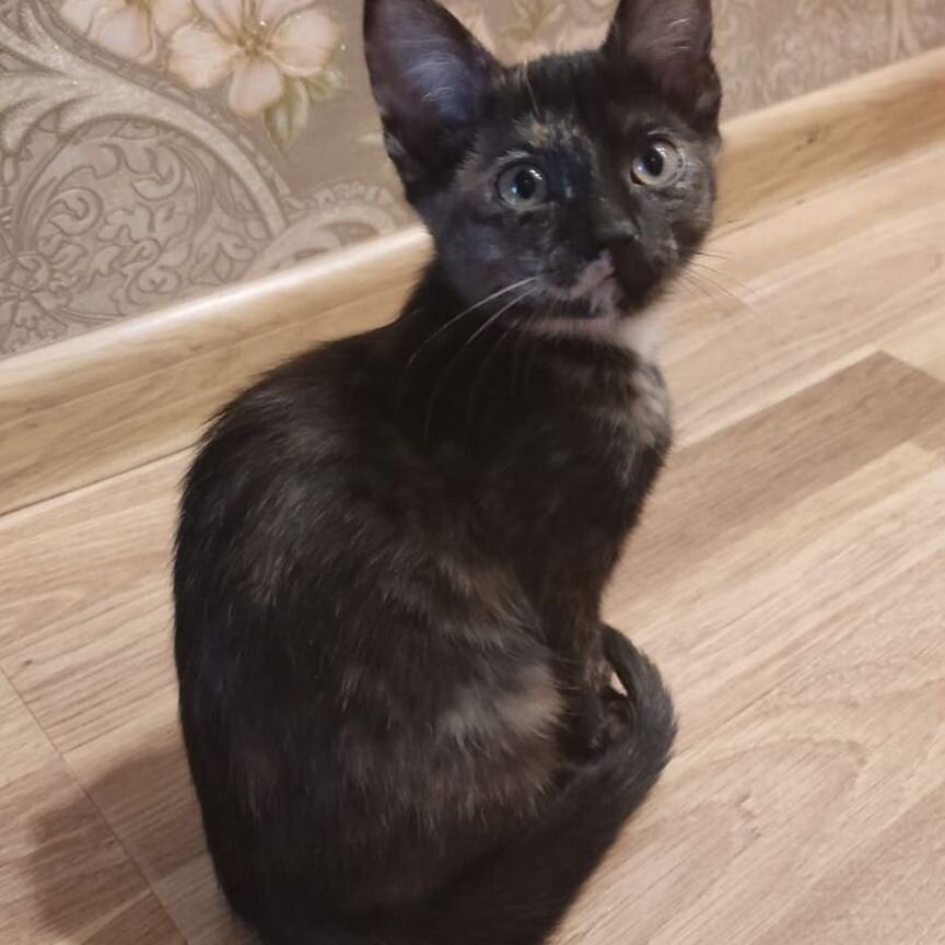 Кошечка в добрые руки