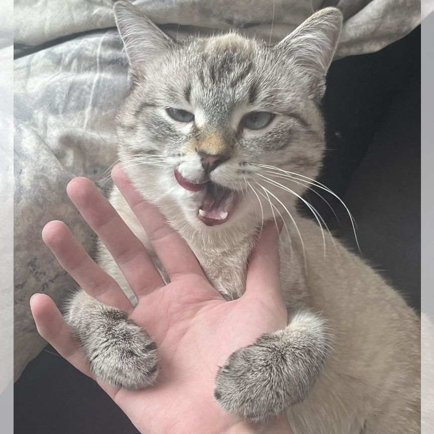 Тайский котёнок