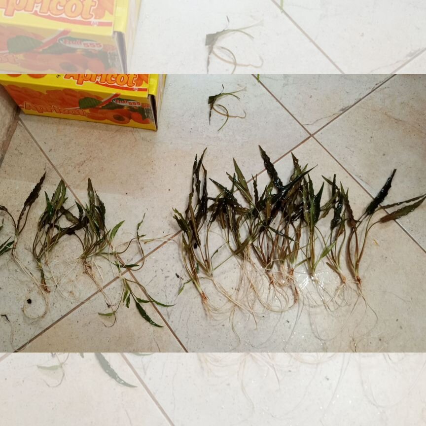 Криптокорина красная