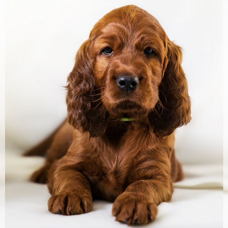 Ирландский сеттер, щенок