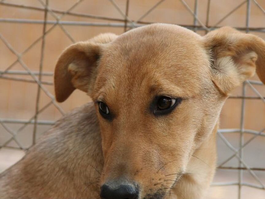 Две сестрички-подростка ищут дом