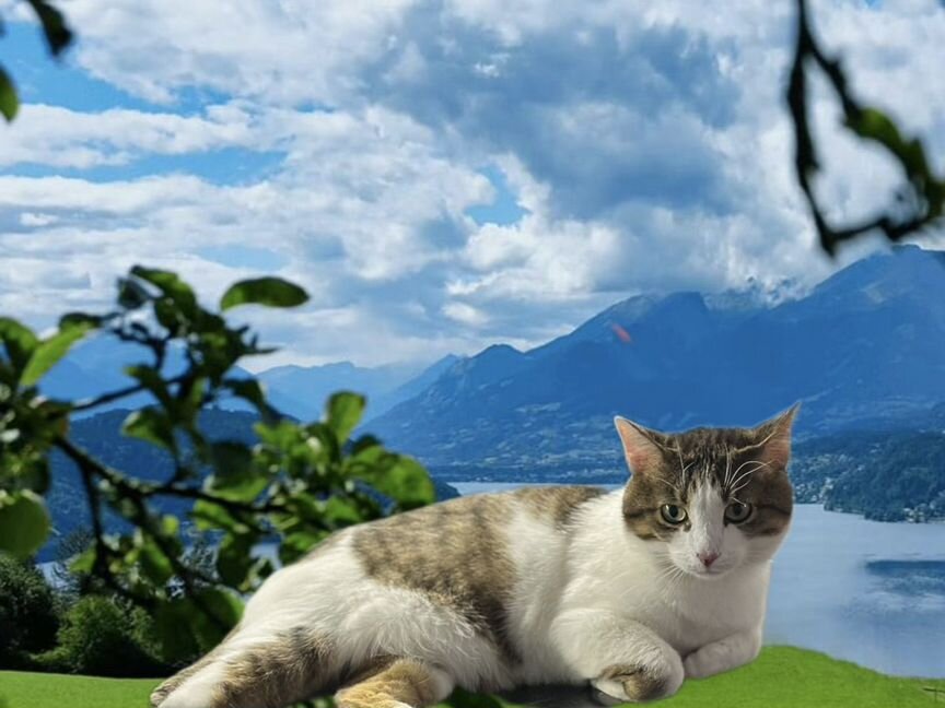 Котик ласковый ищет дом