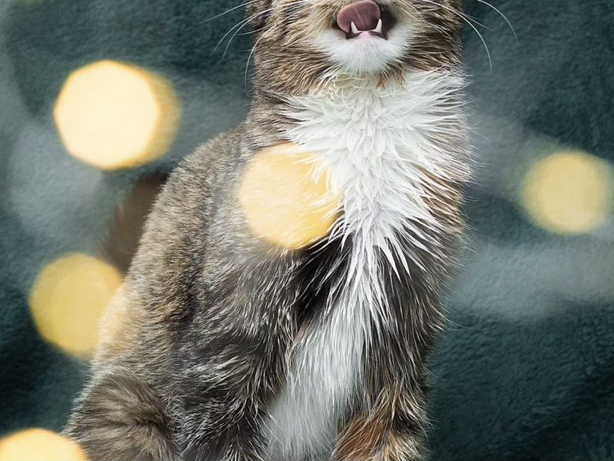 Кошка Пироженка. Озорная игрунья