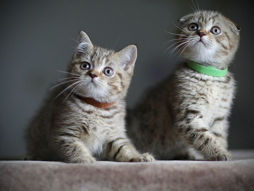 Котенок шотландский мальчик золотистый табби