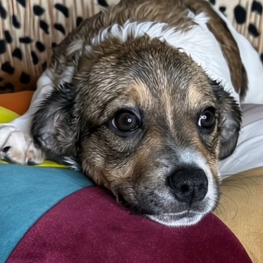 Щенок в добрые руки