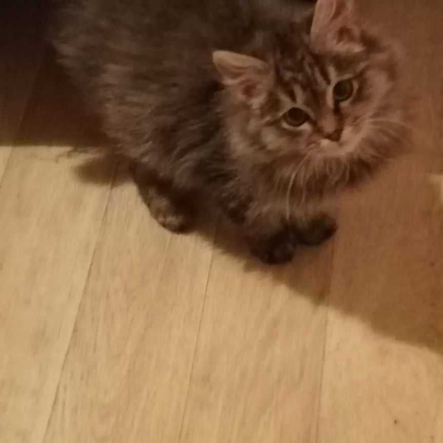 Домашние животные котята бесплатно