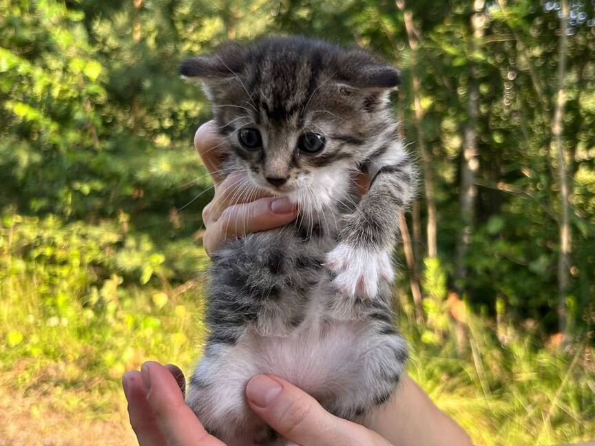 Котёнок Моника
