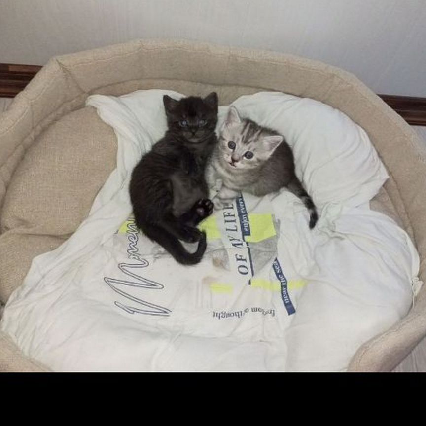 Шотландский вислоухий короткошёрстный котёнок