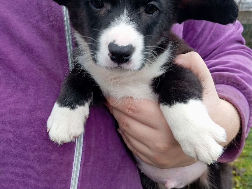 Мальчик - кардиганчик