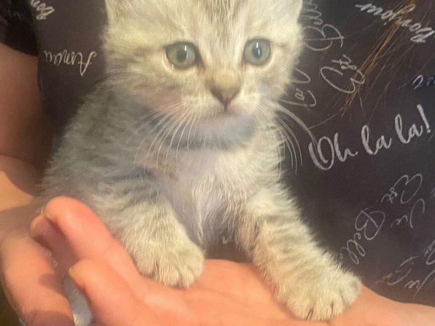 Британские котята