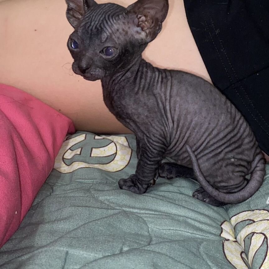 Котята сфинкс