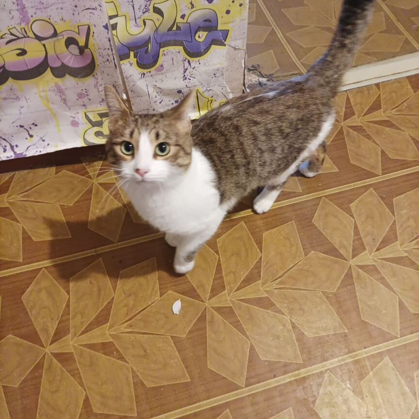 Котик в добрые руки